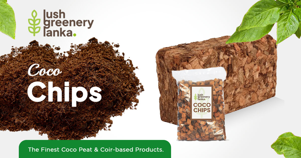 Coco Chips - Lush Greenery Lanka Exporters